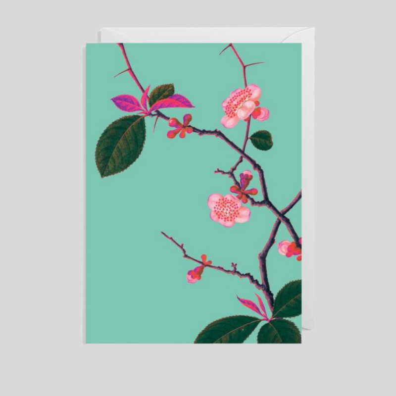 Pyrus Japonica - Papermint Store Cards Dublin Ireland